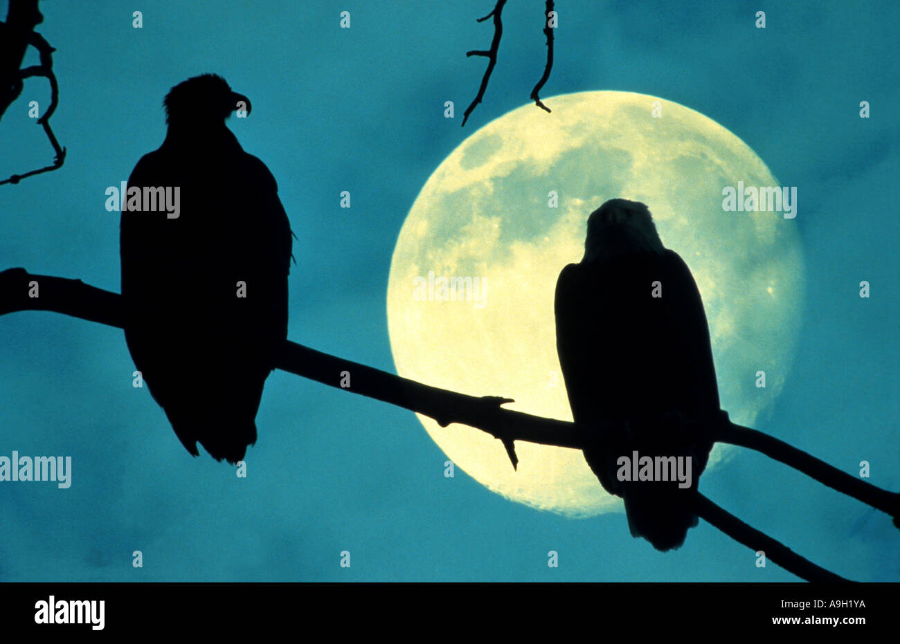 Eagle moonlight hi-res stock photography and images - Alamy