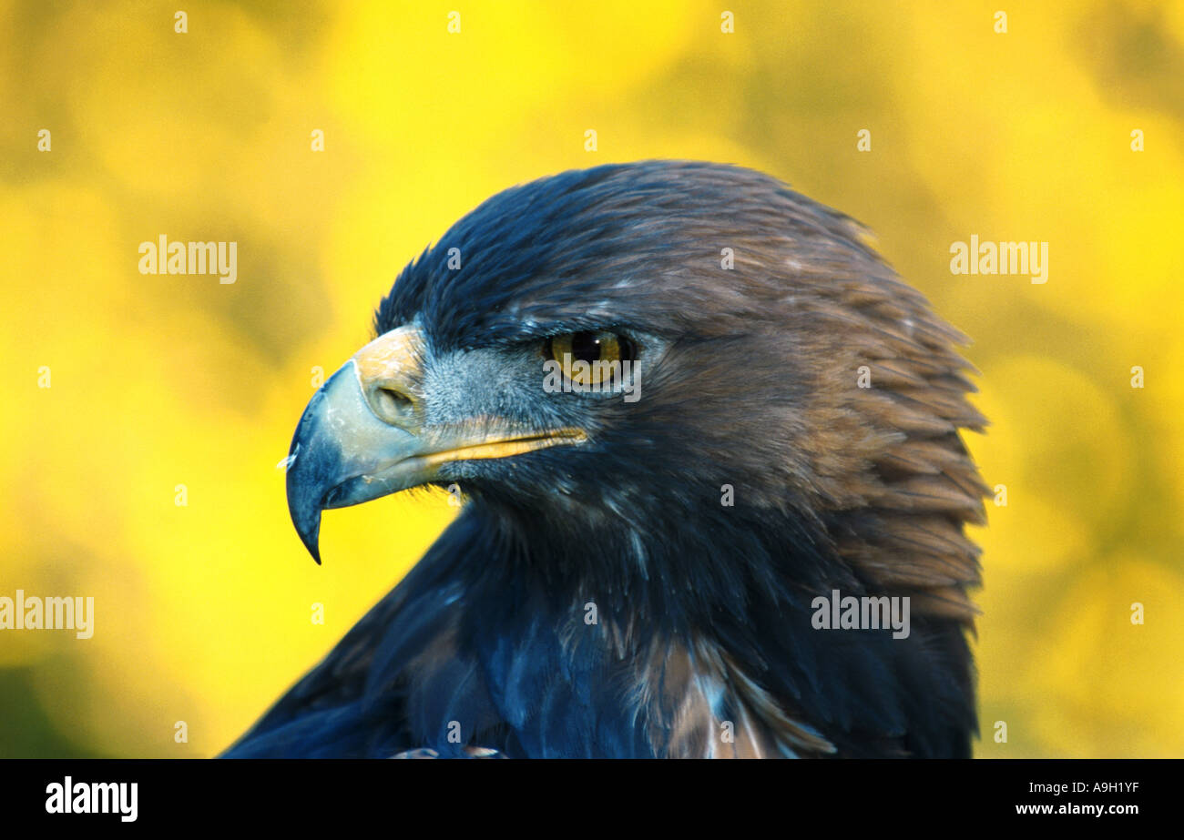 golden eagle (Aquila chrysaetos), portrait, Germany, North Rhine ...