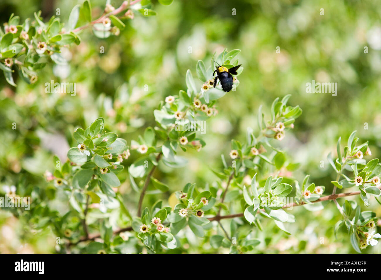 Large bee collecting pollen from flowers in the Maldives Stock Photo ...