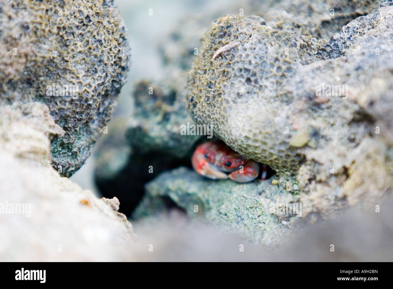 Small red crab hiding under a rock Stock Photo - Alamy