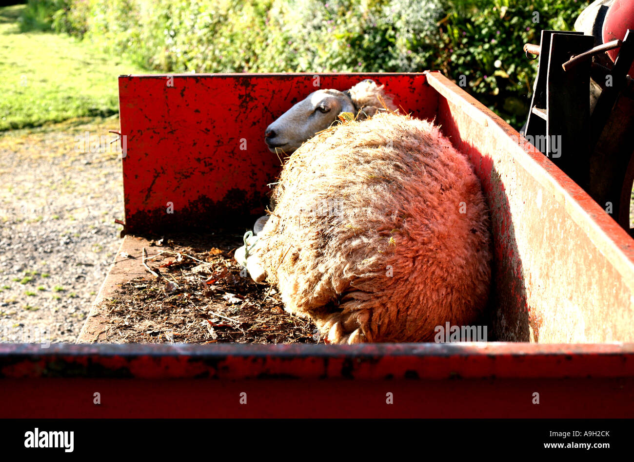 Trussed sheep on tractor on way to slaughter France 2007 Stock Photo ...