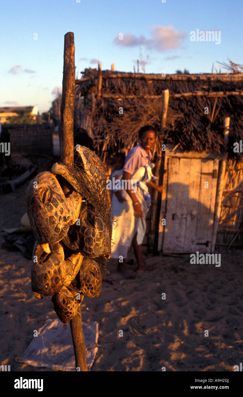 Coastal Veze people sacrifice turtles instead of oxes in the inner part ...