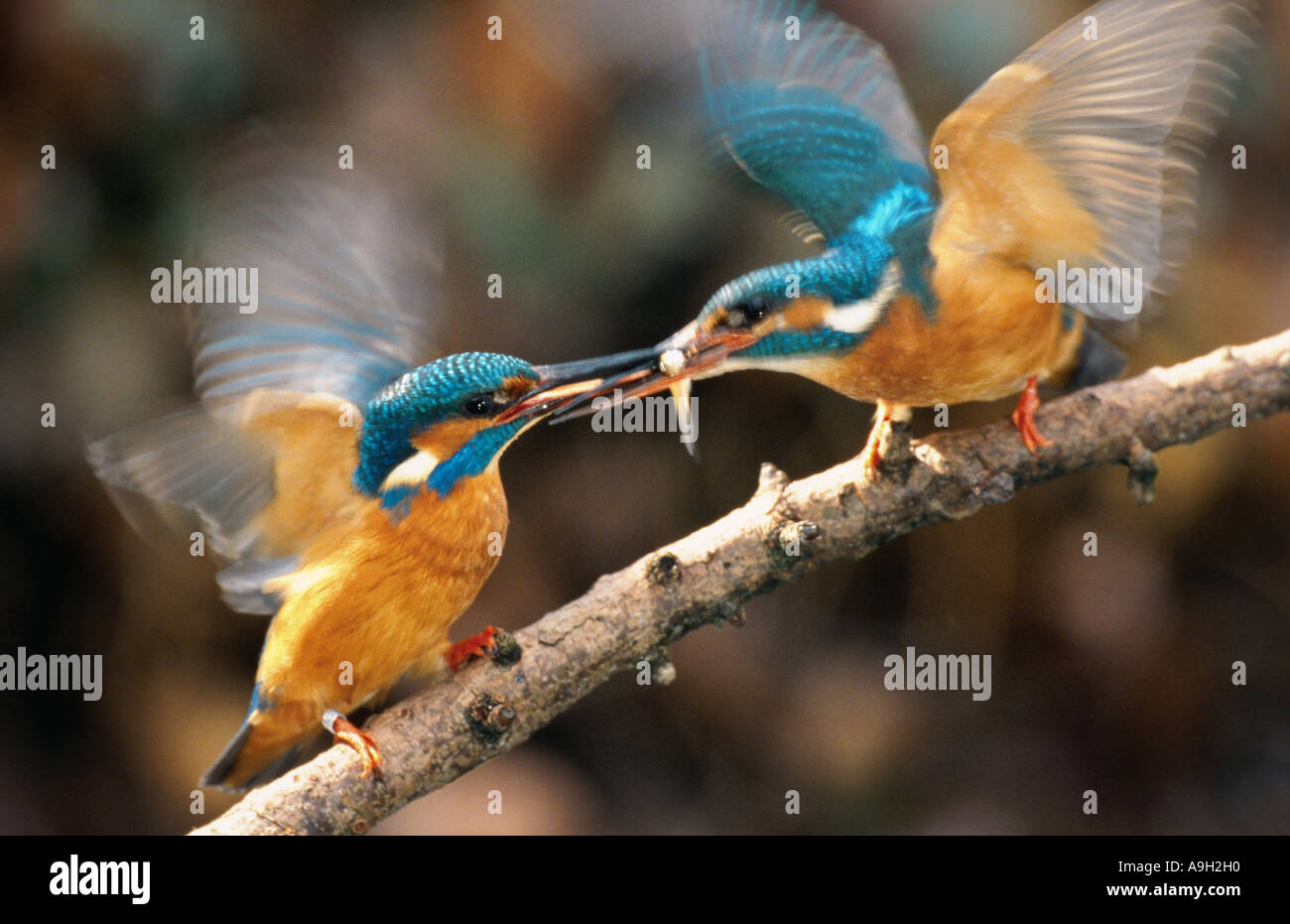 river kingfisher (Alcedo atthis), male offering fish to female during ...