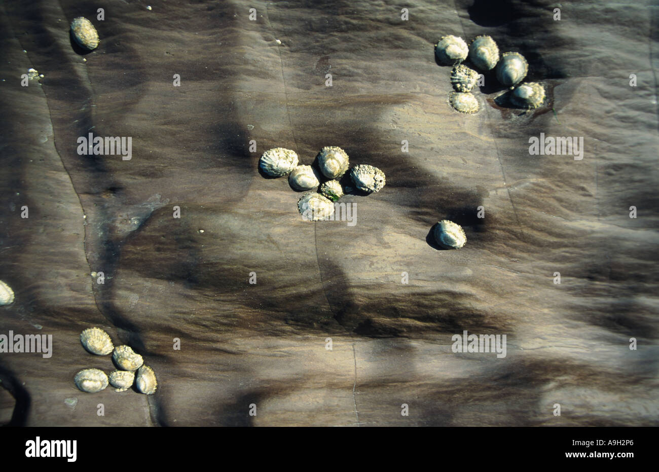 True limpets hi-res stock photography and images - Alamy