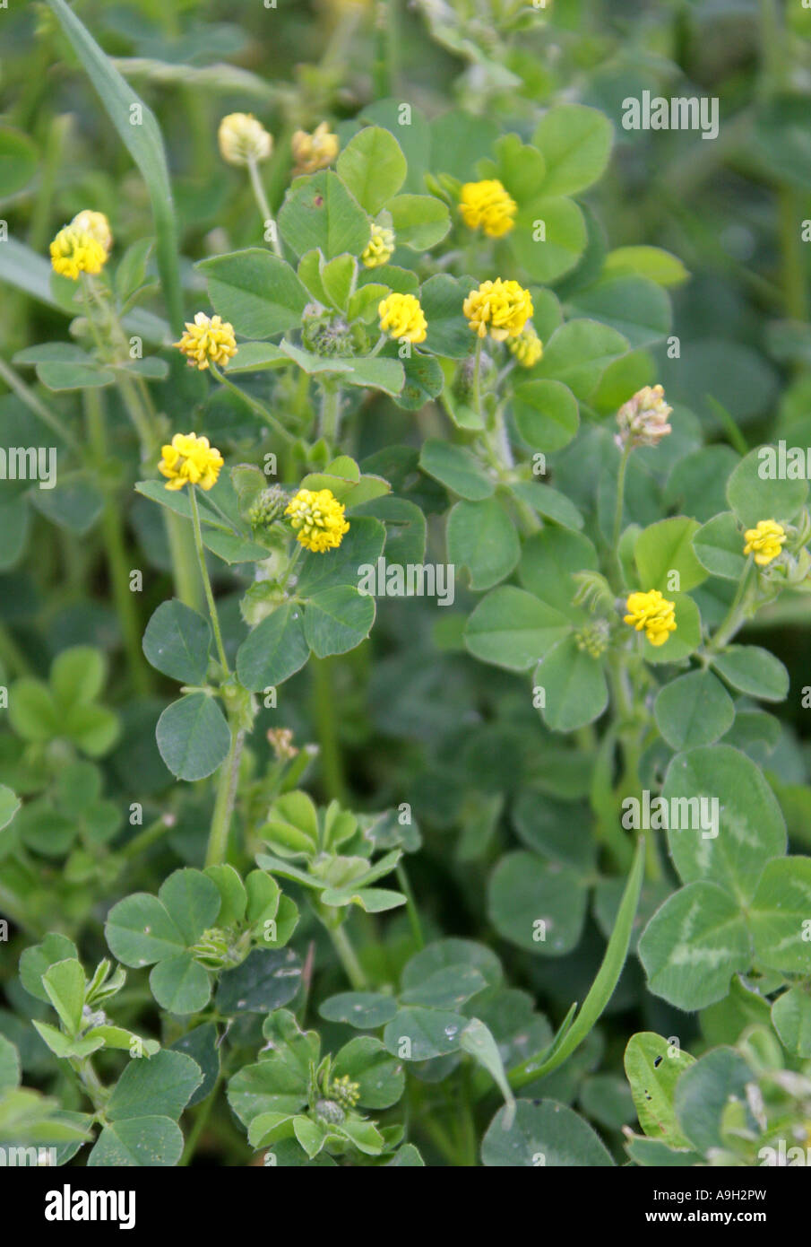 Black Medick, Medicago lupulina, Fabaceae Stock Photo - Alamy