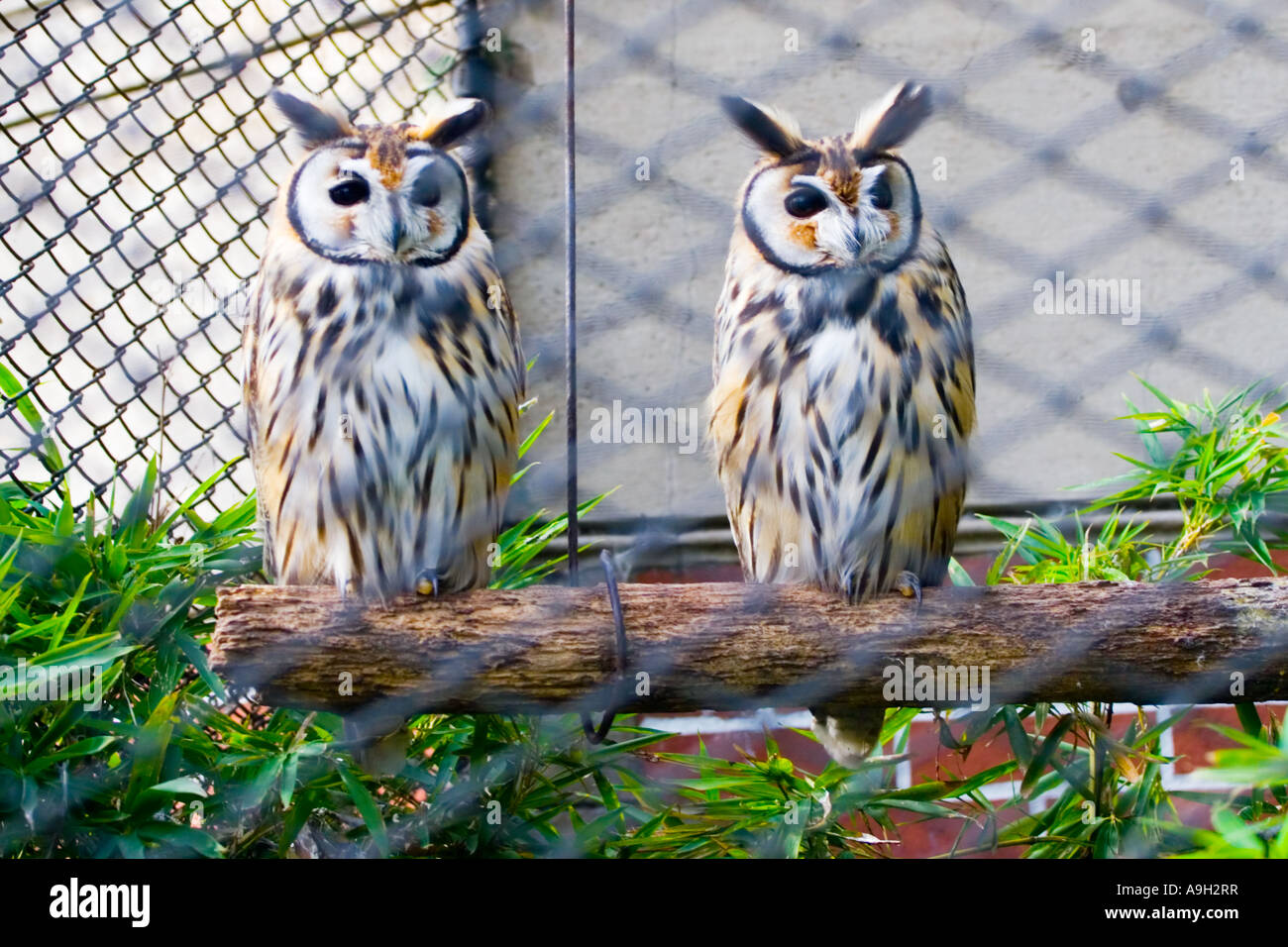 A pair of owls behind a wire enclosure Stock Photo - Alamy