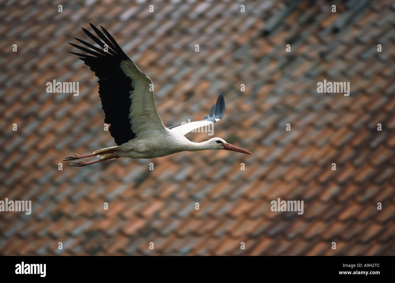 White storks poland hi-res stock photography and images - Alamy