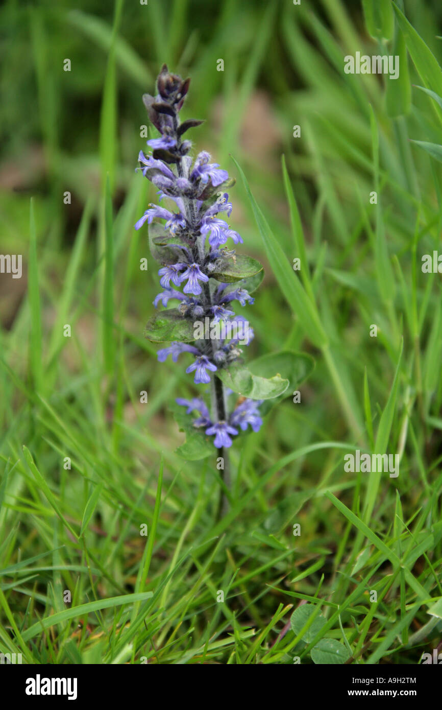 Bugle flowers hi-res stock photography and images - Alamy