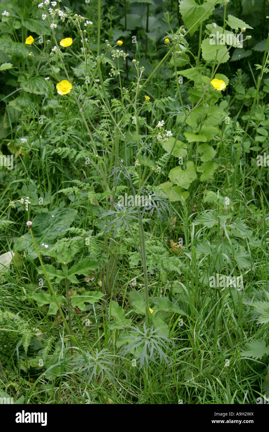 Meadow Buttercup, Ranunculus acris Stock Photo - Alamy
