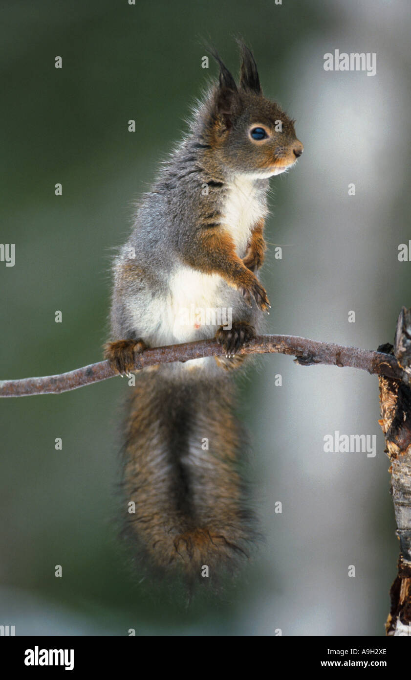 European red squirrel, Eurasian red squirrel (Sciurus vulgaris ...