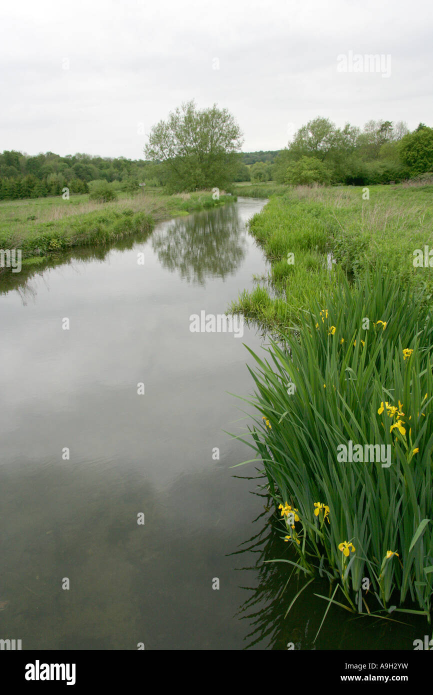 The River Chess in Spring Chess Valley Near Sarrat Bottom Hertfordshire ...