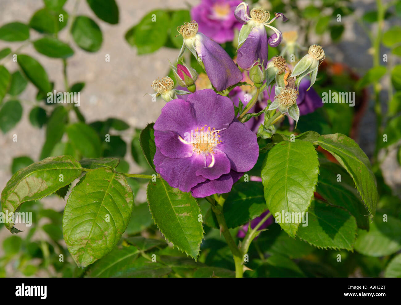 rose Rhapsody in Blue Stock Photo - Alamy