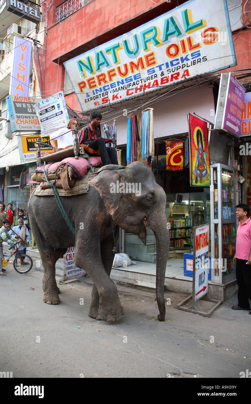 India Delhi Paharganj domestic indian asian elephant on Delhi street ...