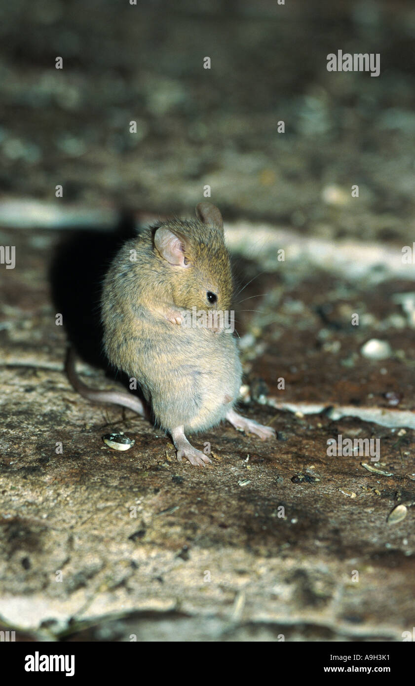 Mouse grooming hi-res stock photography and images - Alamy
