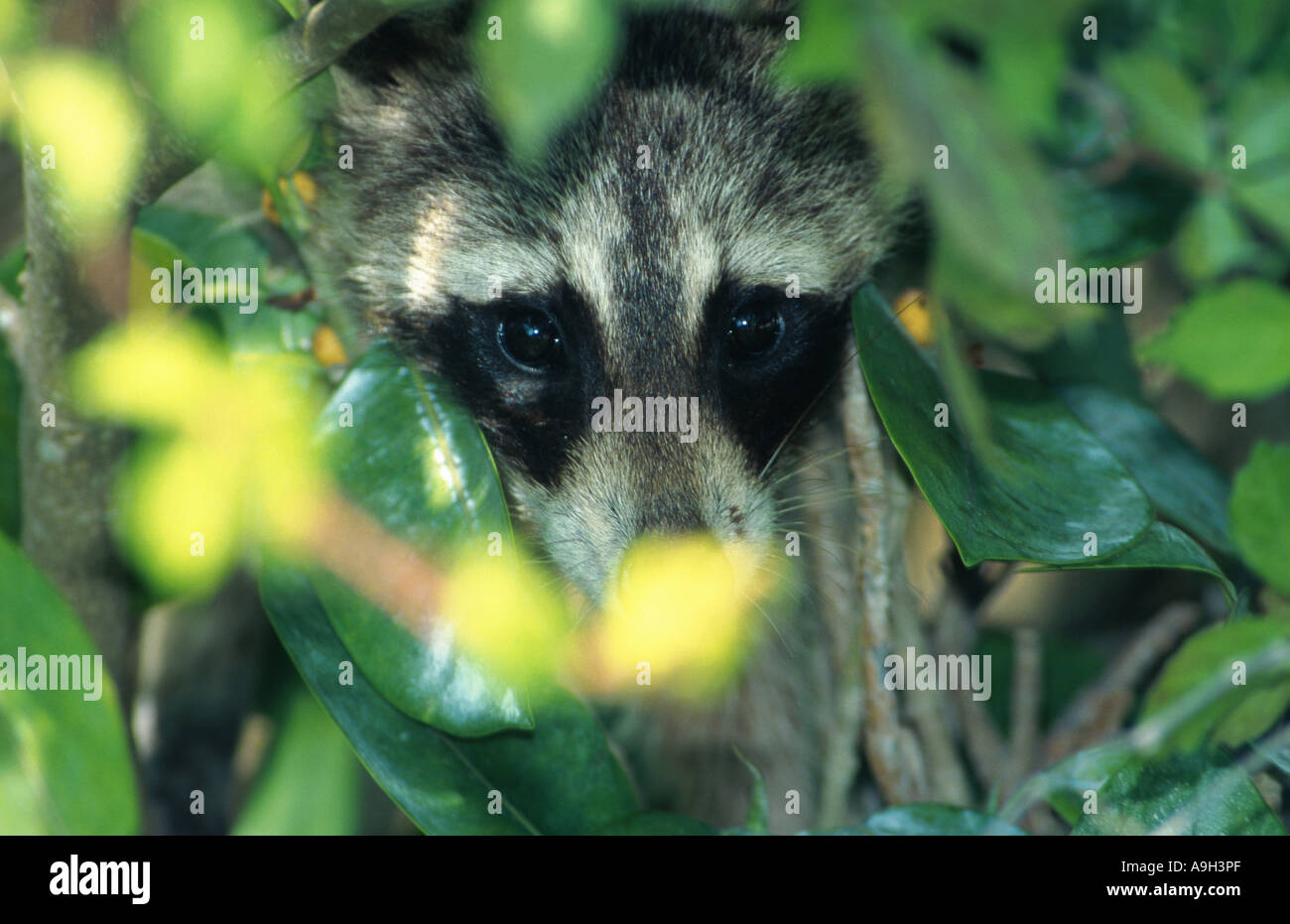common raccoon (Procyon lotor), hidden, USA, Florida Keys Stock Photo ...