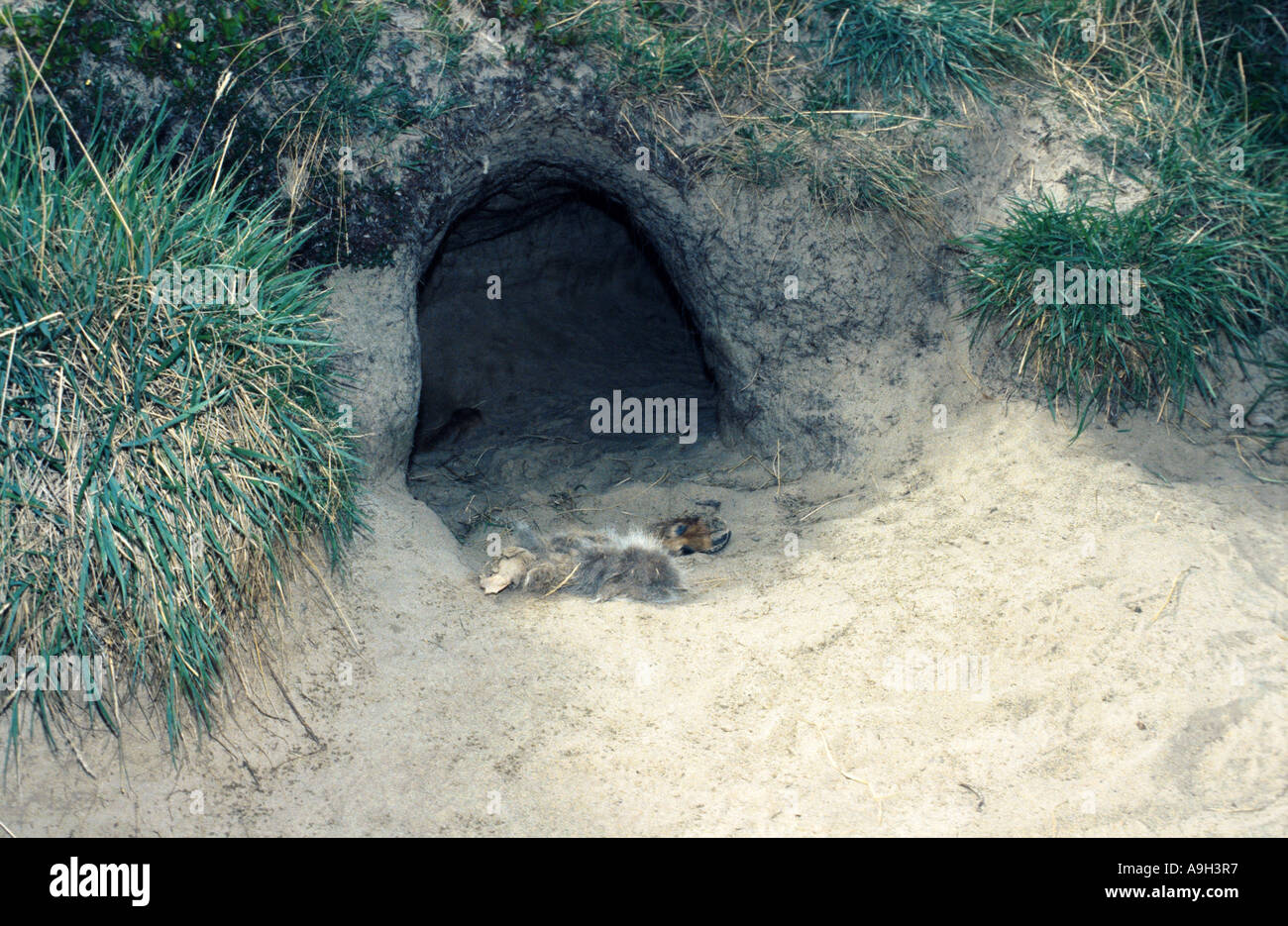 Wolf den hi-res stock photography and images - Alamy