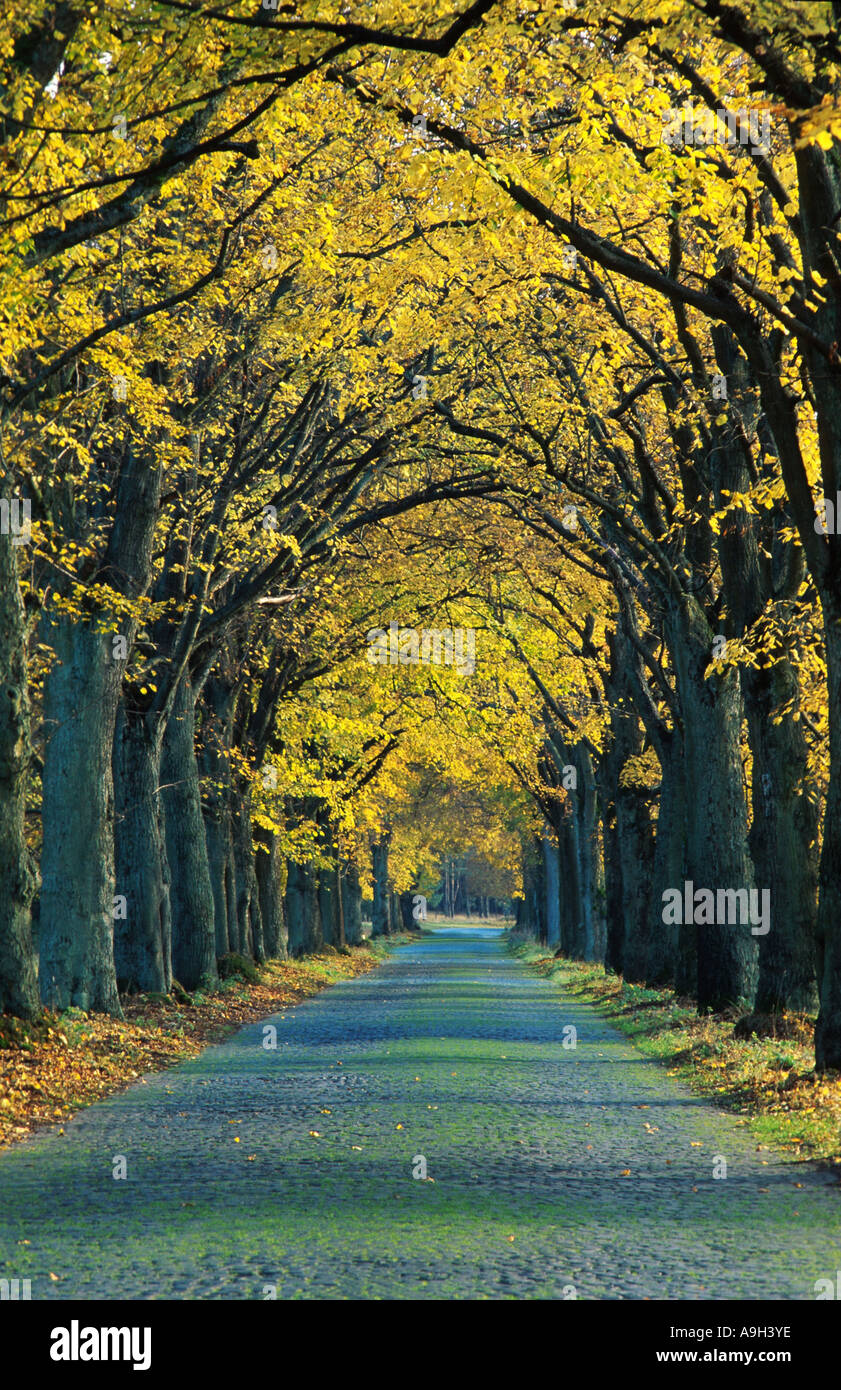 Planetree avenue hi-res stock photography and images - Alamy