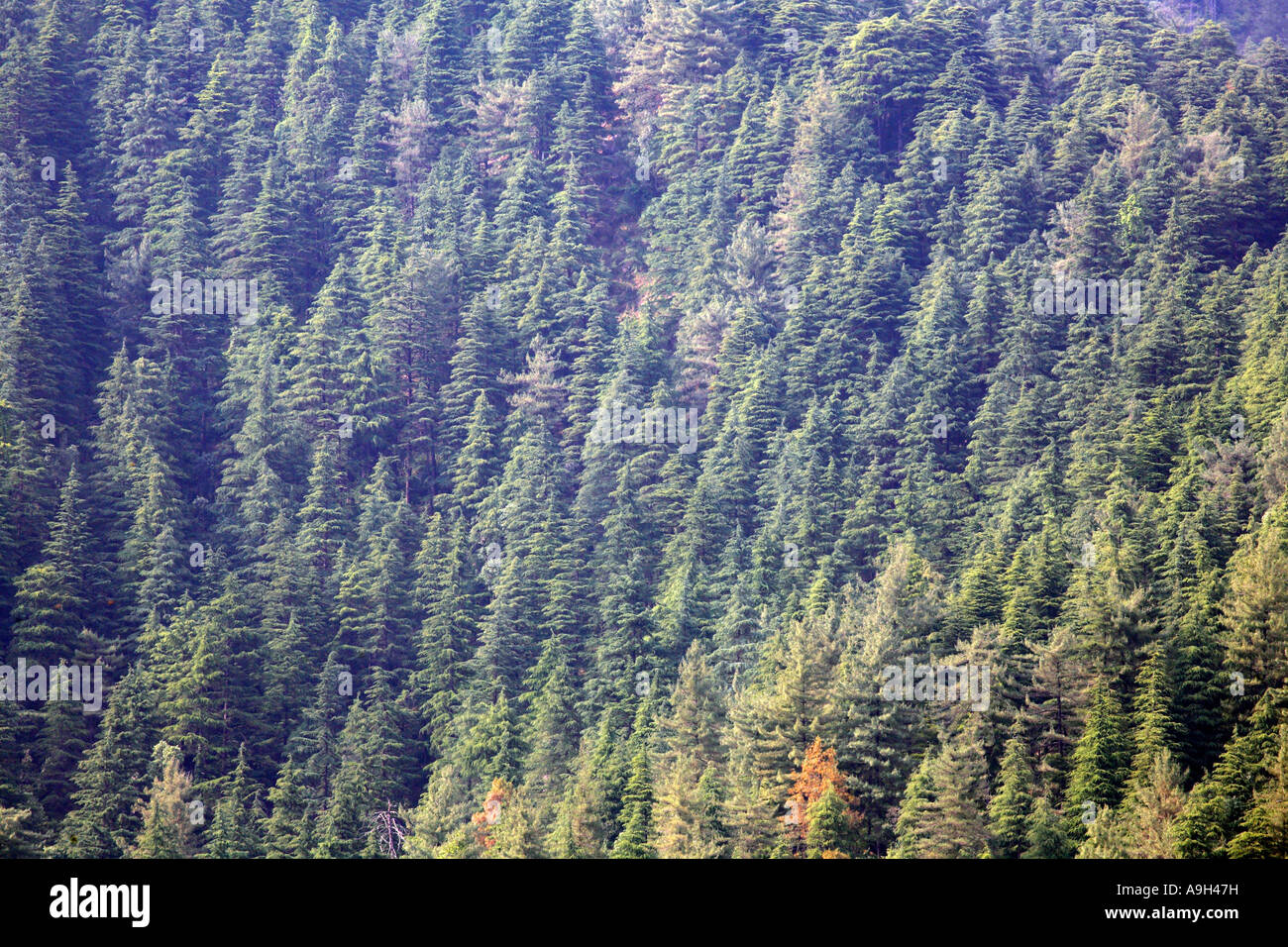 India Dharamsala Mcleodganj himalayan forest deodar forest coniferous ...
