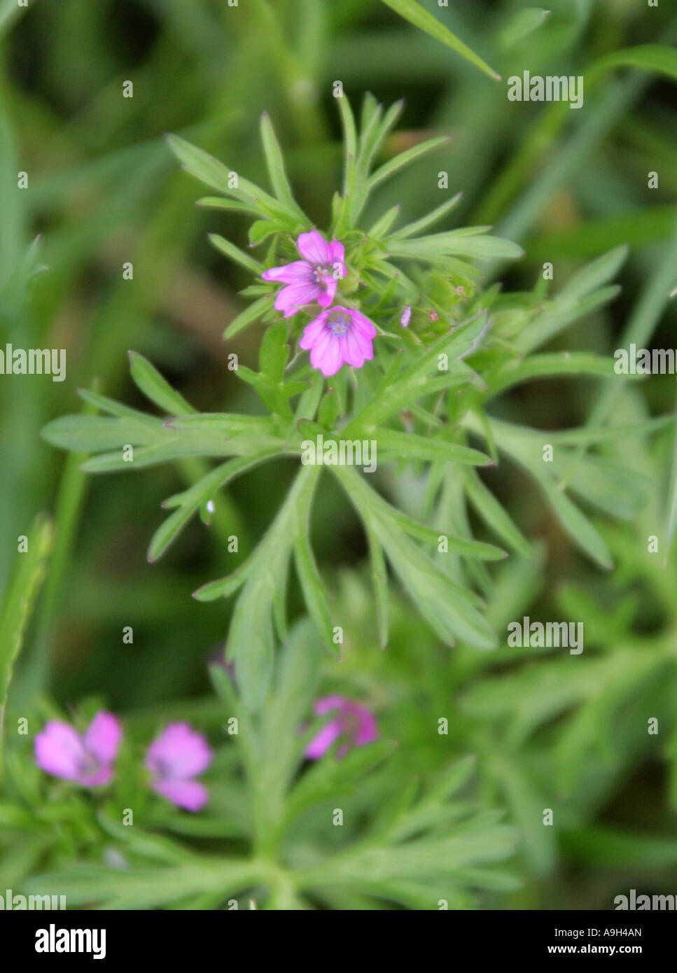 Cut Leaved Cranesbill, Geranium dissectum, Geraniaceae Stock Photo - Alamy