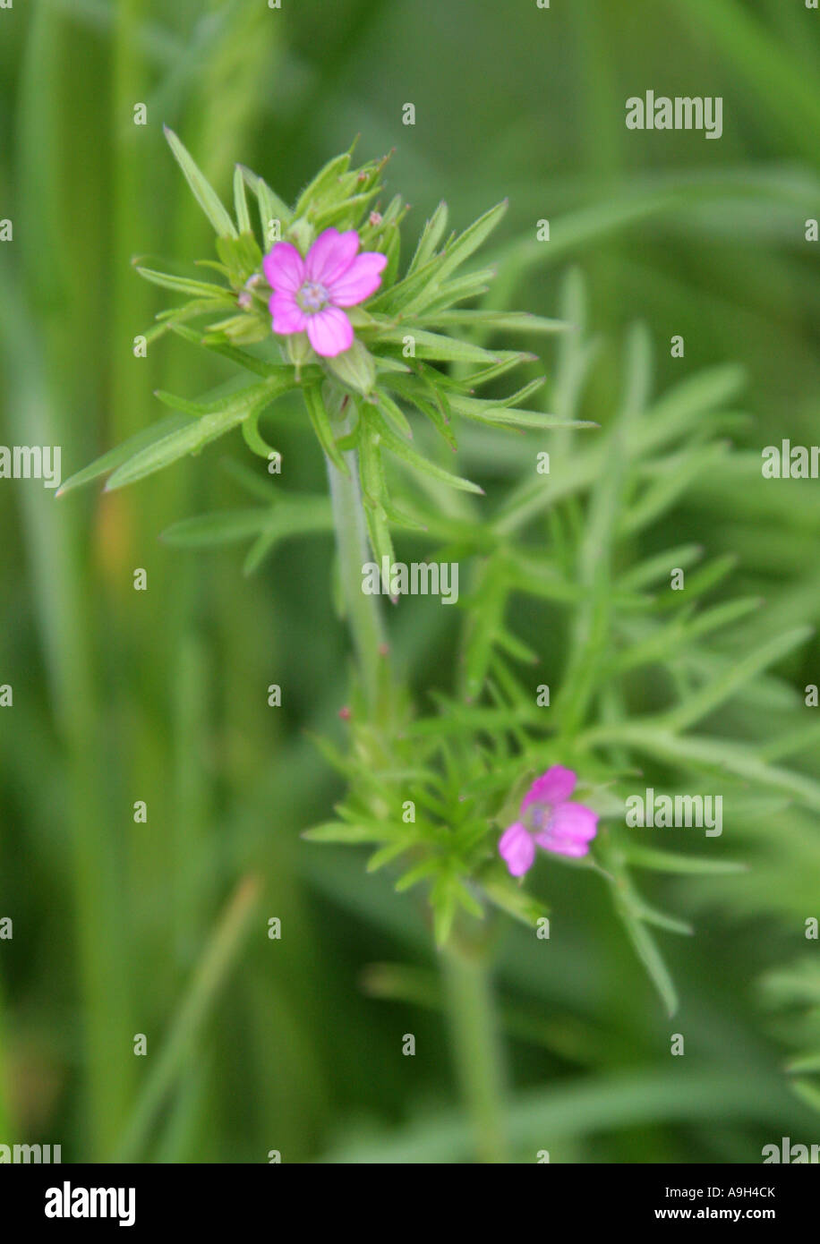 Cut Leaved Cranesbill, Geranium dissectum, Geraniaceae Stock Photo - Alamy