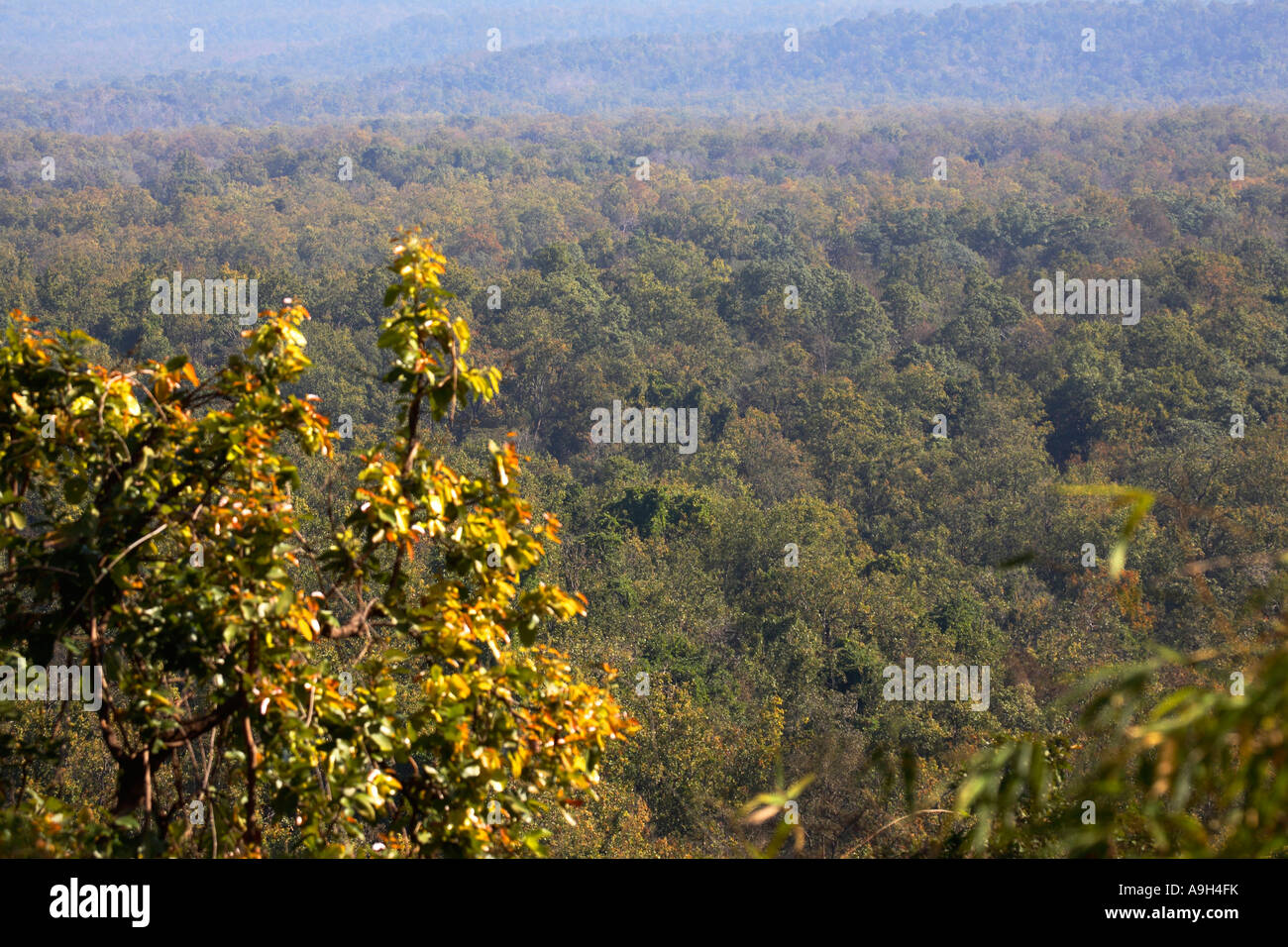 India kanha national park sal hi-res stock photography and images - Alamy