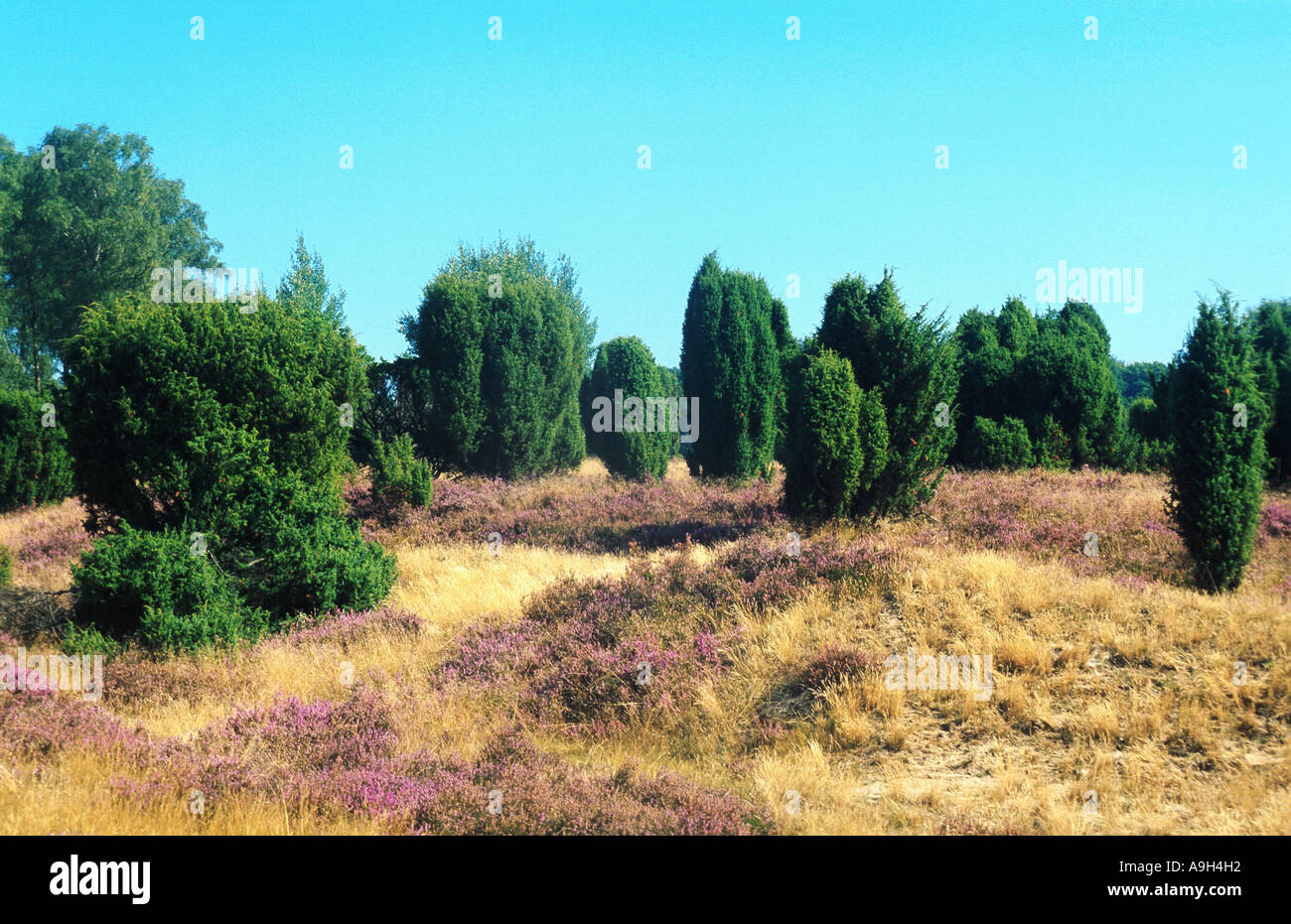 common juniper, ground juniper (Juniperus communis), heather andscape ...