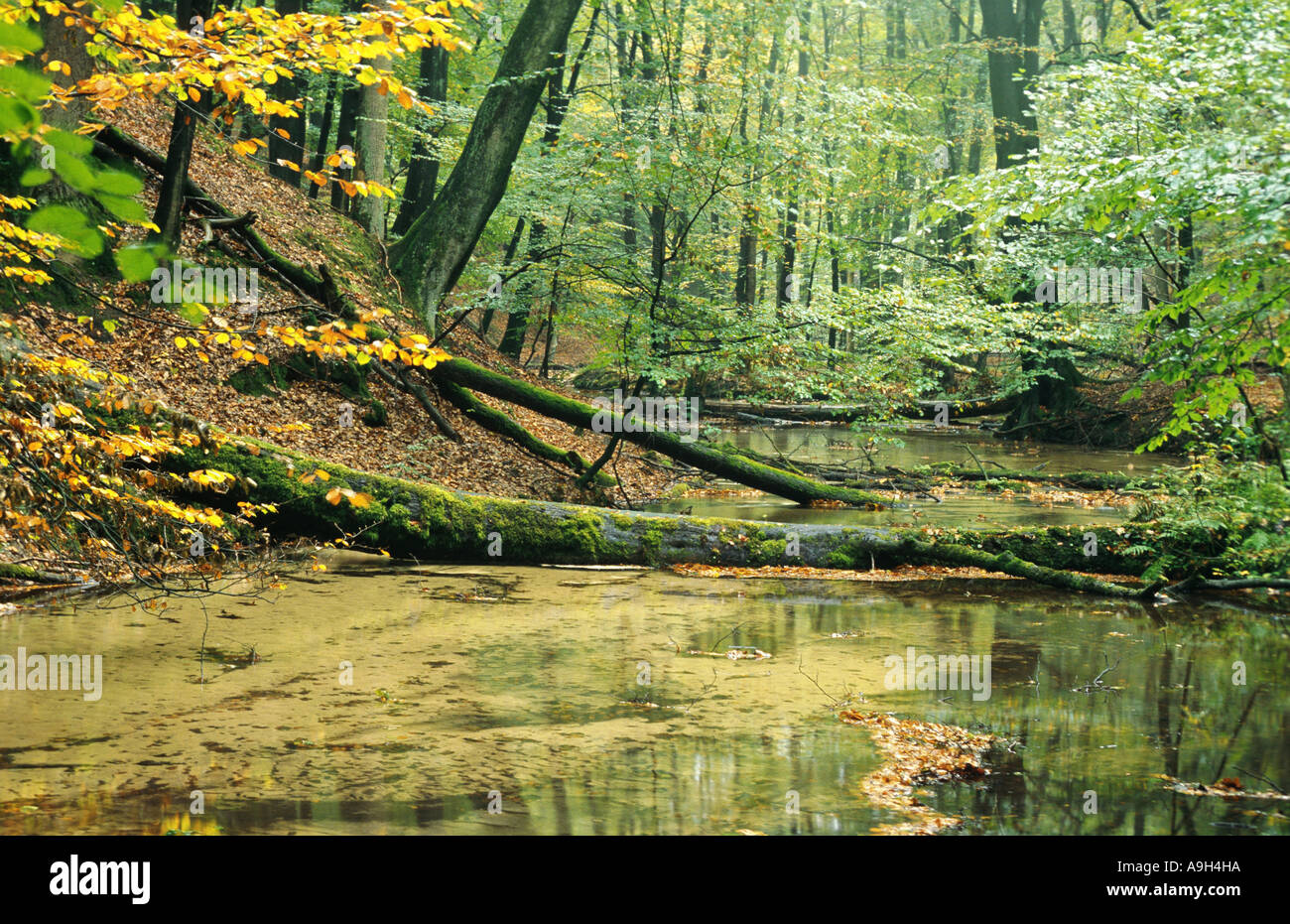 Senne valley hi-res stock photography and images - Alamy