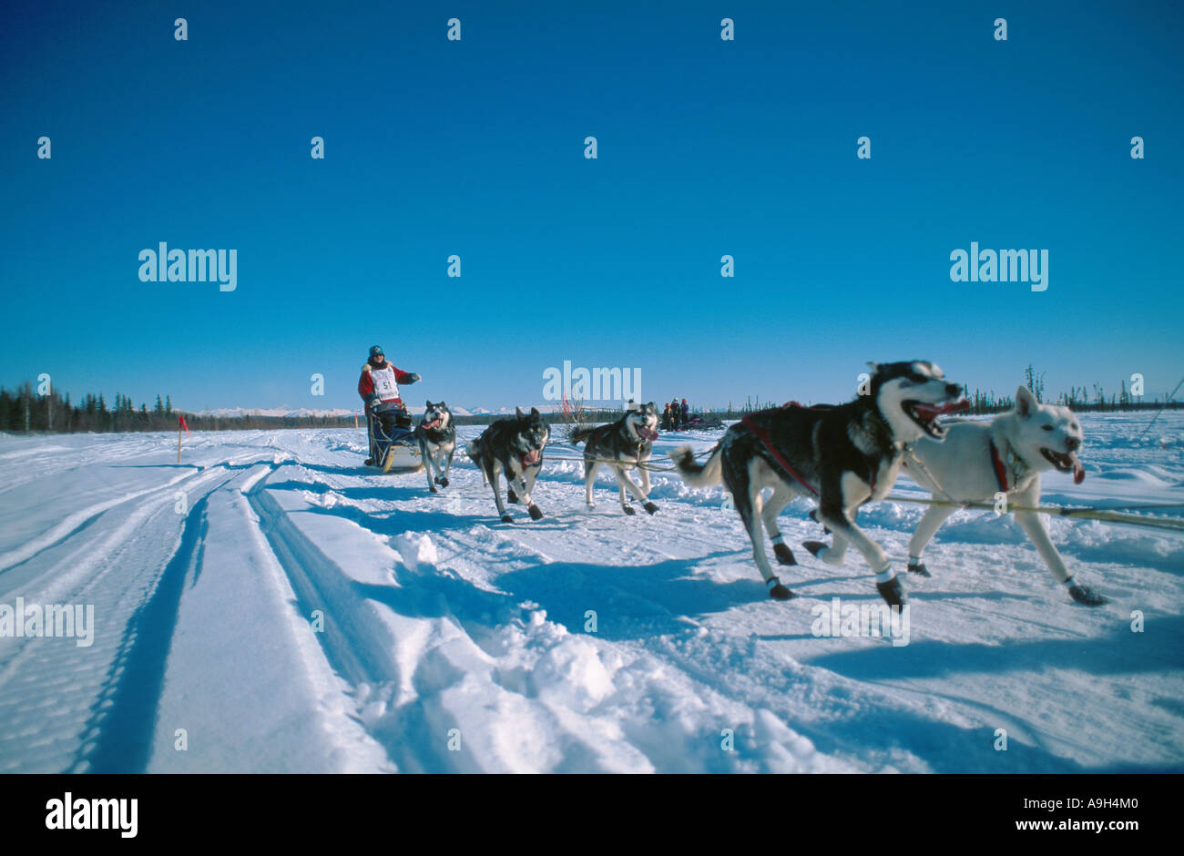 Iditarod sleddograce hi-res stock photography and images - Alamy