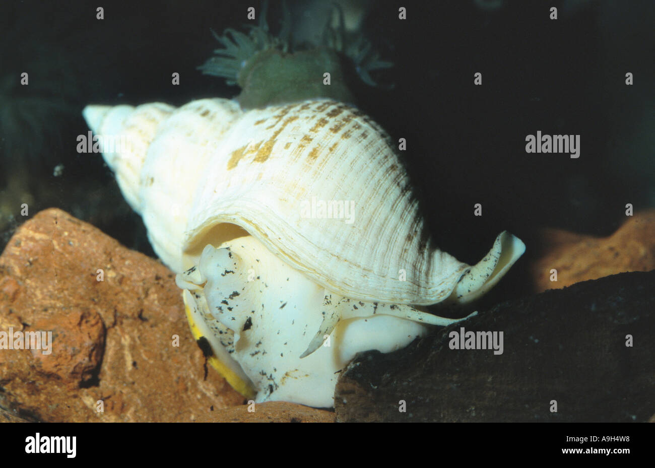 Murex Snails Stock Photos & Murex Snails Stock Images - Alamy