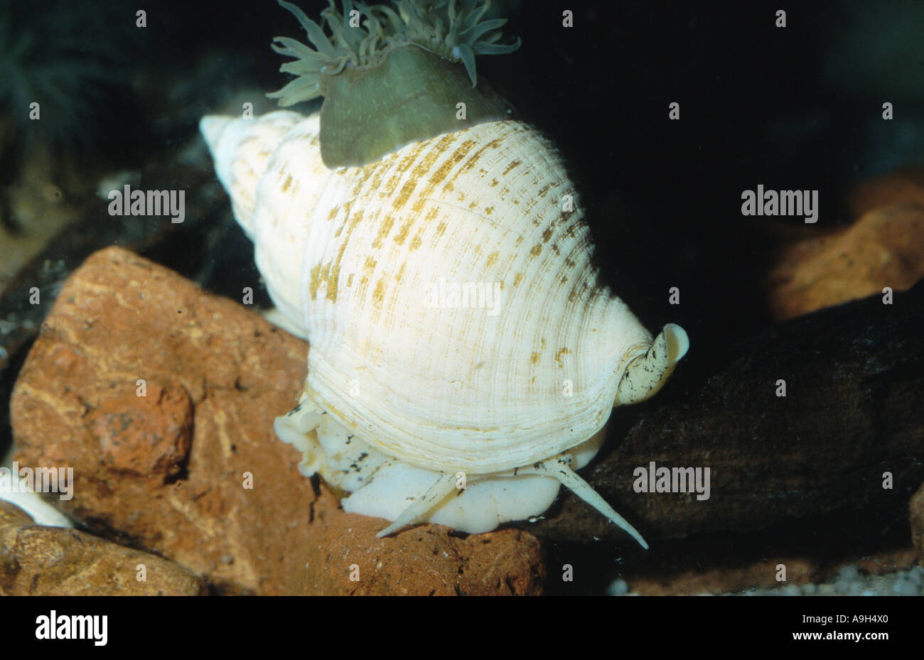 Common whelk edible european whelk hi-res stock photography and images ...