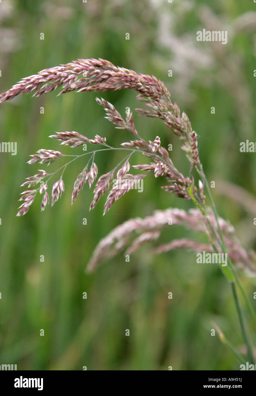 Grass Seed Heads in a Spring Meadow, Hertfordshire Stock Photo - Alamy