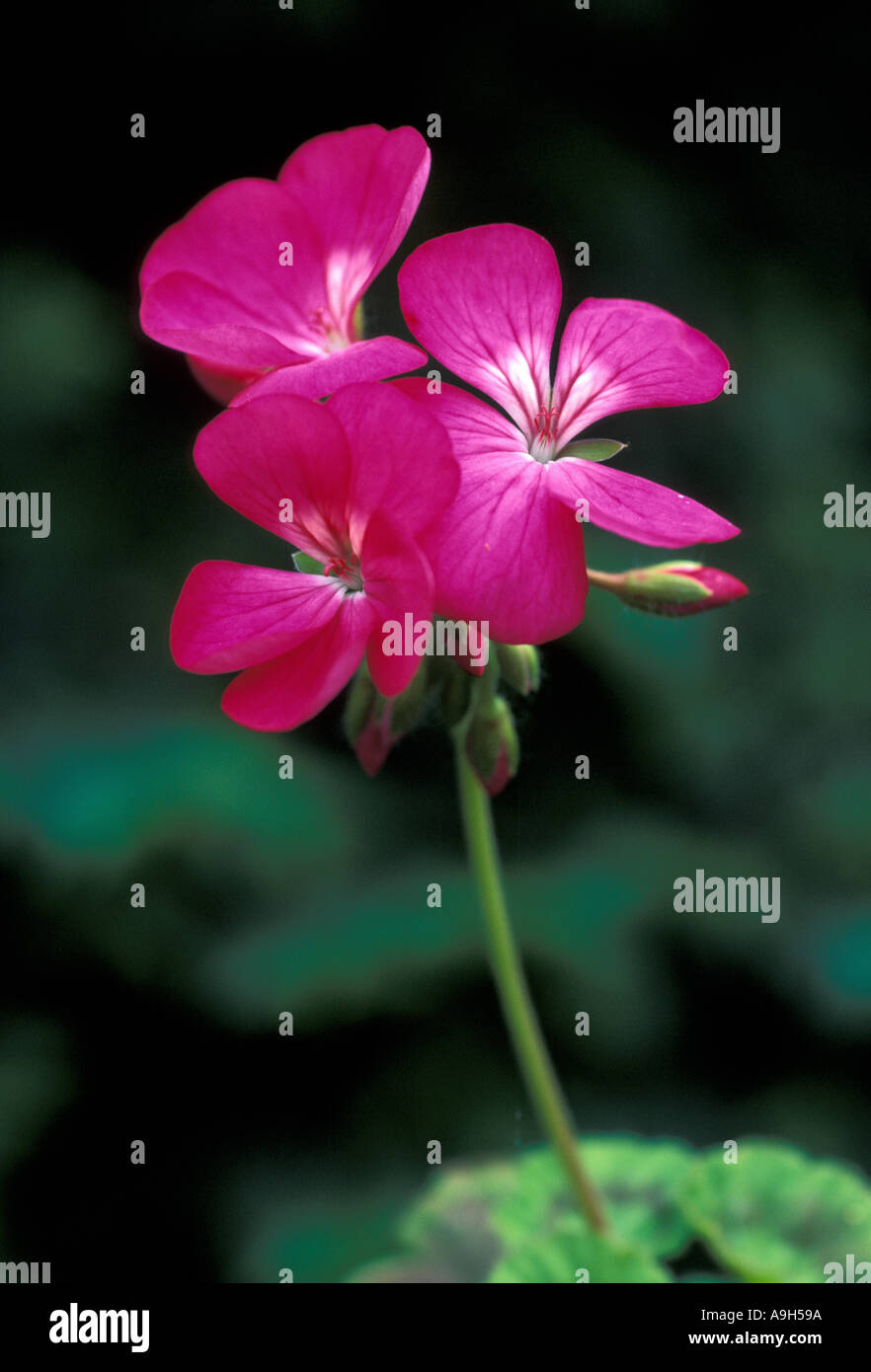 Geranium Pelargonium Century Orchid close up Stock Photo - Alamy