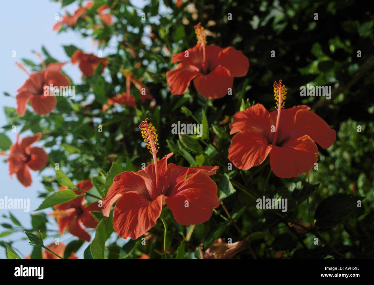 Hibiscus flower plant flowers hi-res stock photography and images - Alamy