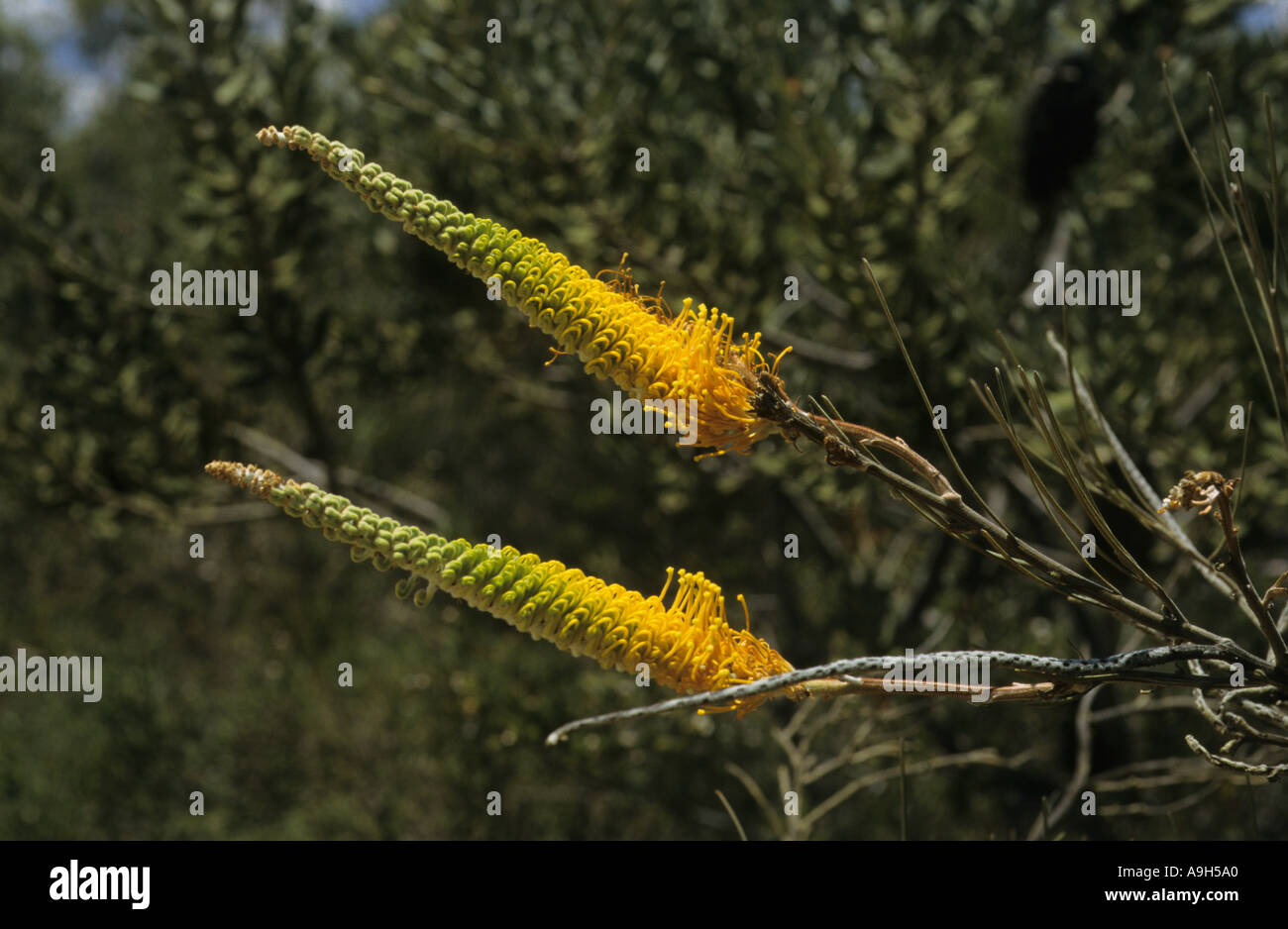 Flame Grevillea Grevillea excelsior Close up of flower November Western ...