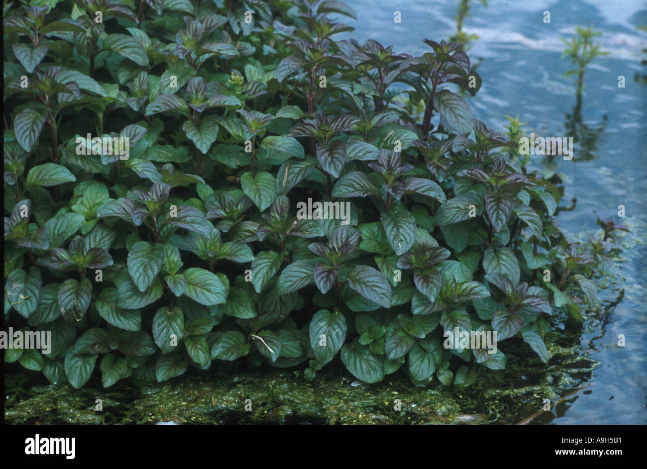Water Mint Mentha aquatica Mass of leaves on plant at edge of pond ...