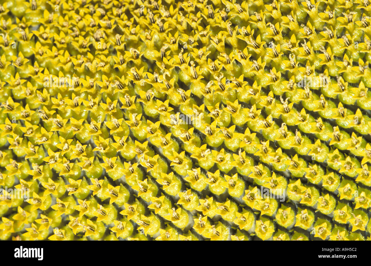 Helianthus helianthus sp hi-res stock photography and images - Alamy