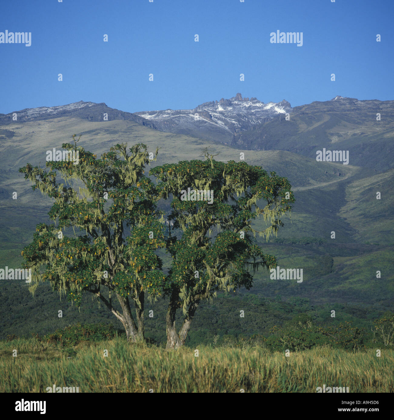 Hagenia trees hi-res stock photography and images - Alamy