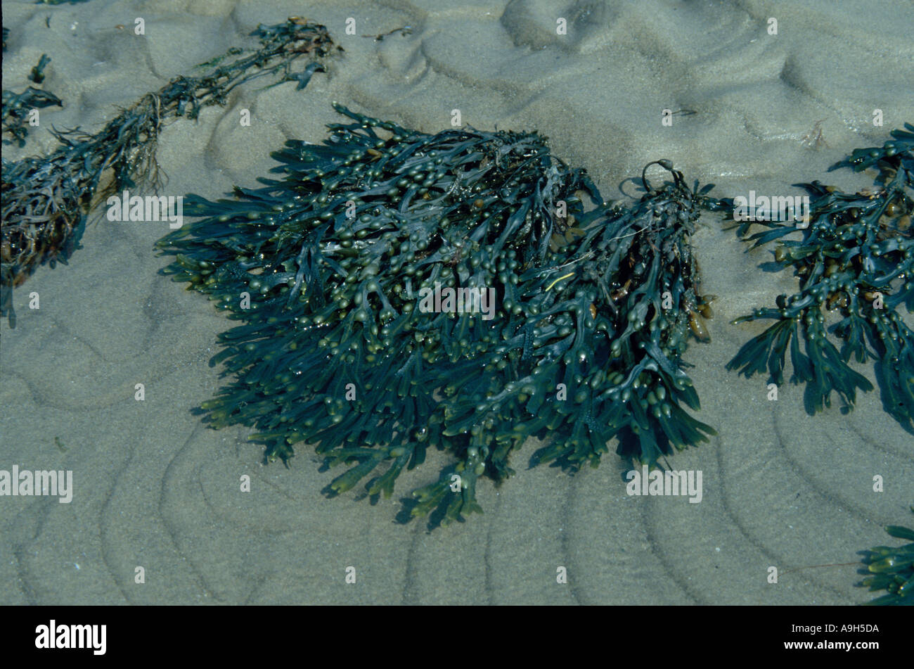 Bladder wrack seaweed fucus vesiculosus hi-res stock photography and ...