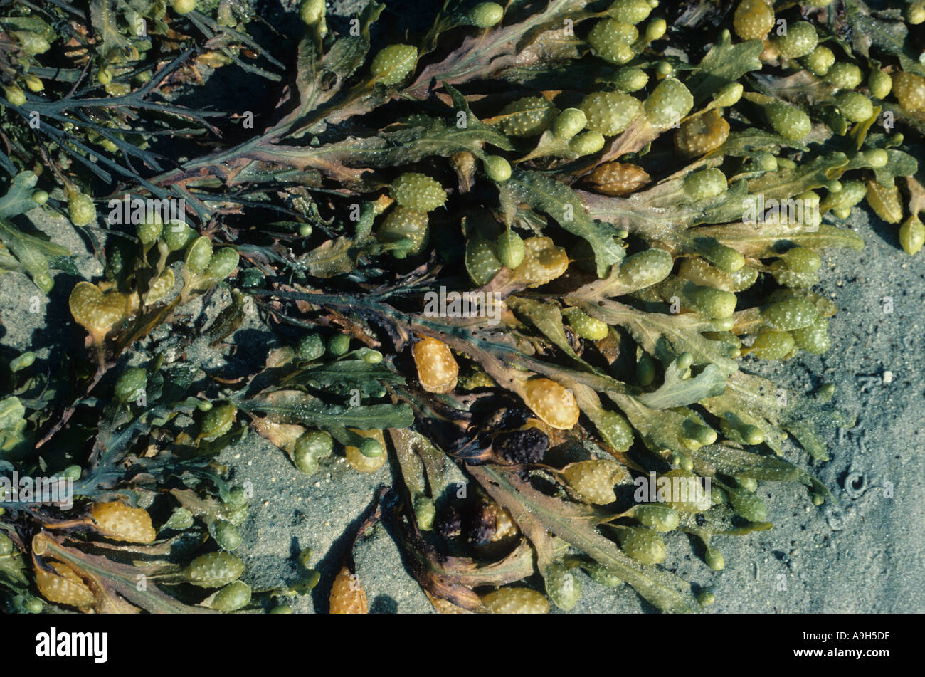 Seaweed Flat Wrack Fucus spiralis Fruiting Portelet near Fort Grey ...