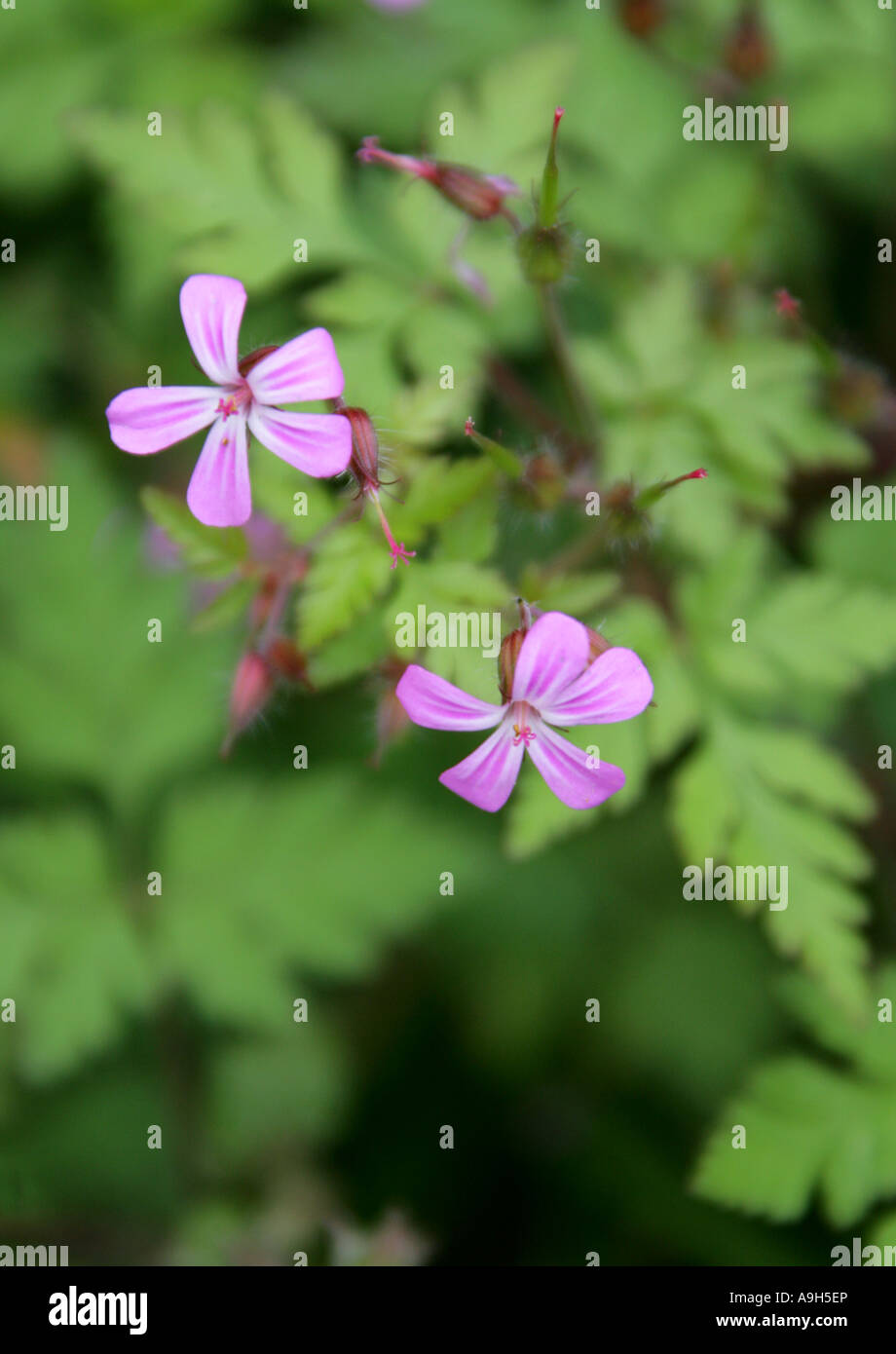 Herb Robert, Geranium robertianum, Geraniaceae Stock Photo - Alamy
