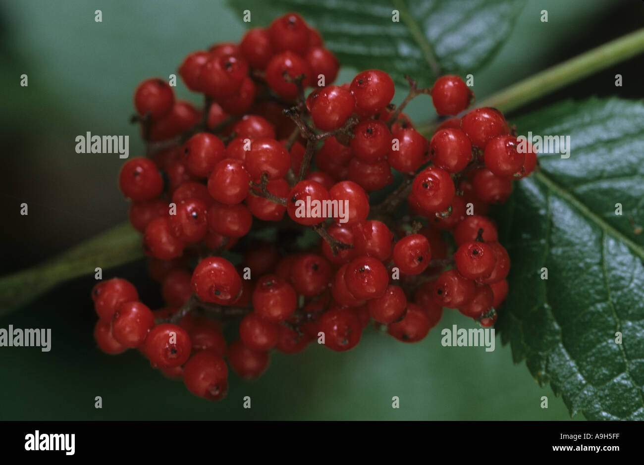 Red berried Elder Sambucus pubens Close up mass of red berries Michigan ...