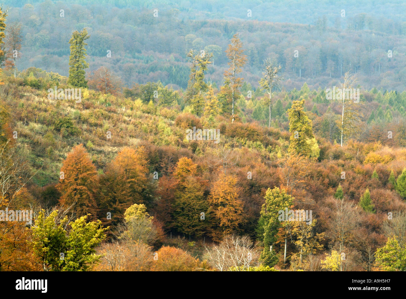 Ecosystem ecosystems mixed forest mixed forests mixed forests hi-res ...