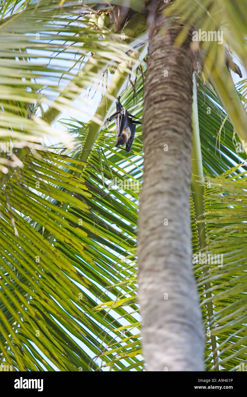 Bat hanging from a tall tree Stock Photo - Alamy