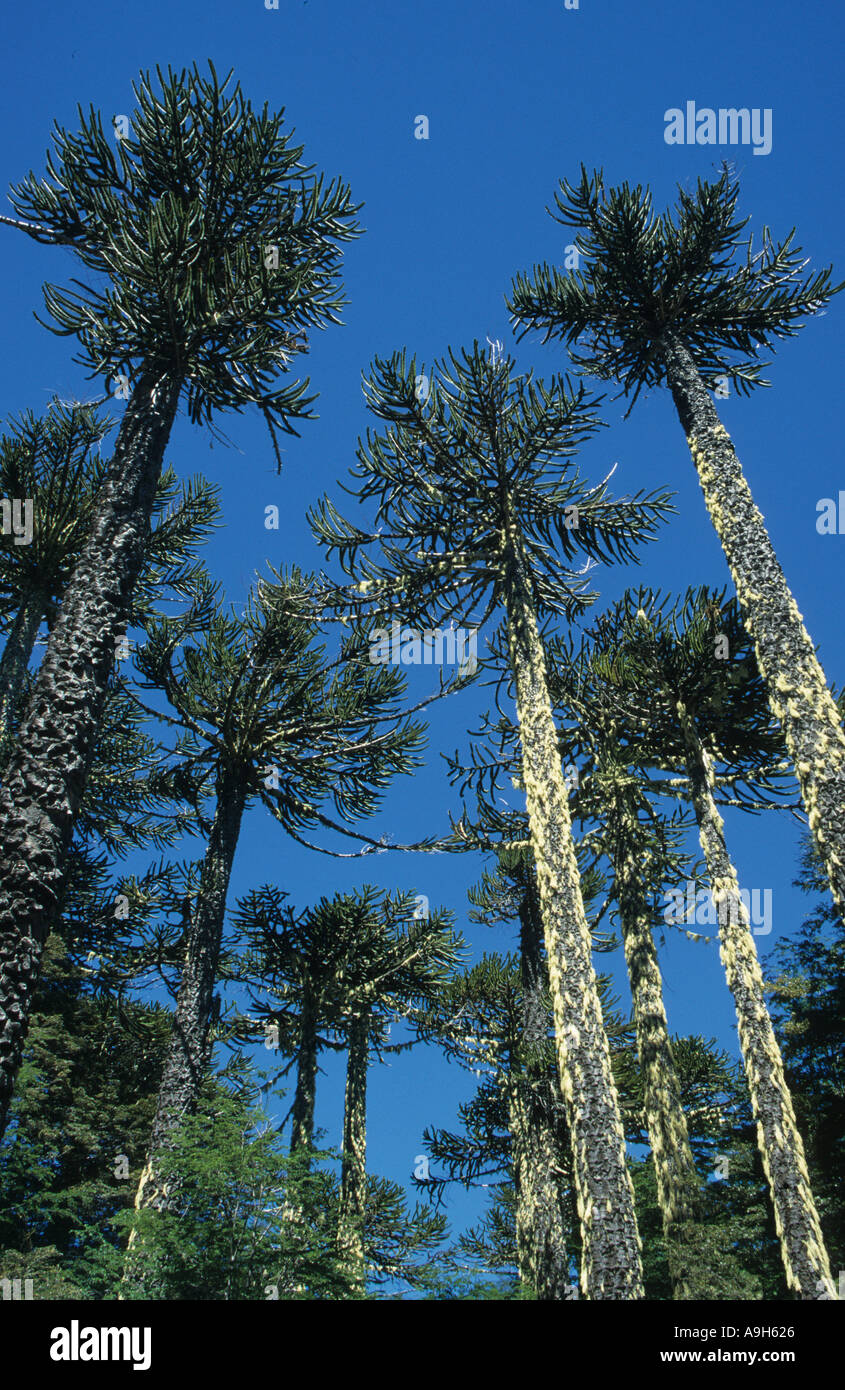 Monkey Puzzle Tree Araucaria araucana Nahuelbuza National Park Chile ...