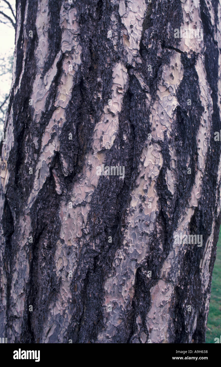 Scots Pine Pinus sylvestris Close up of bark Stock Photo - Alamy