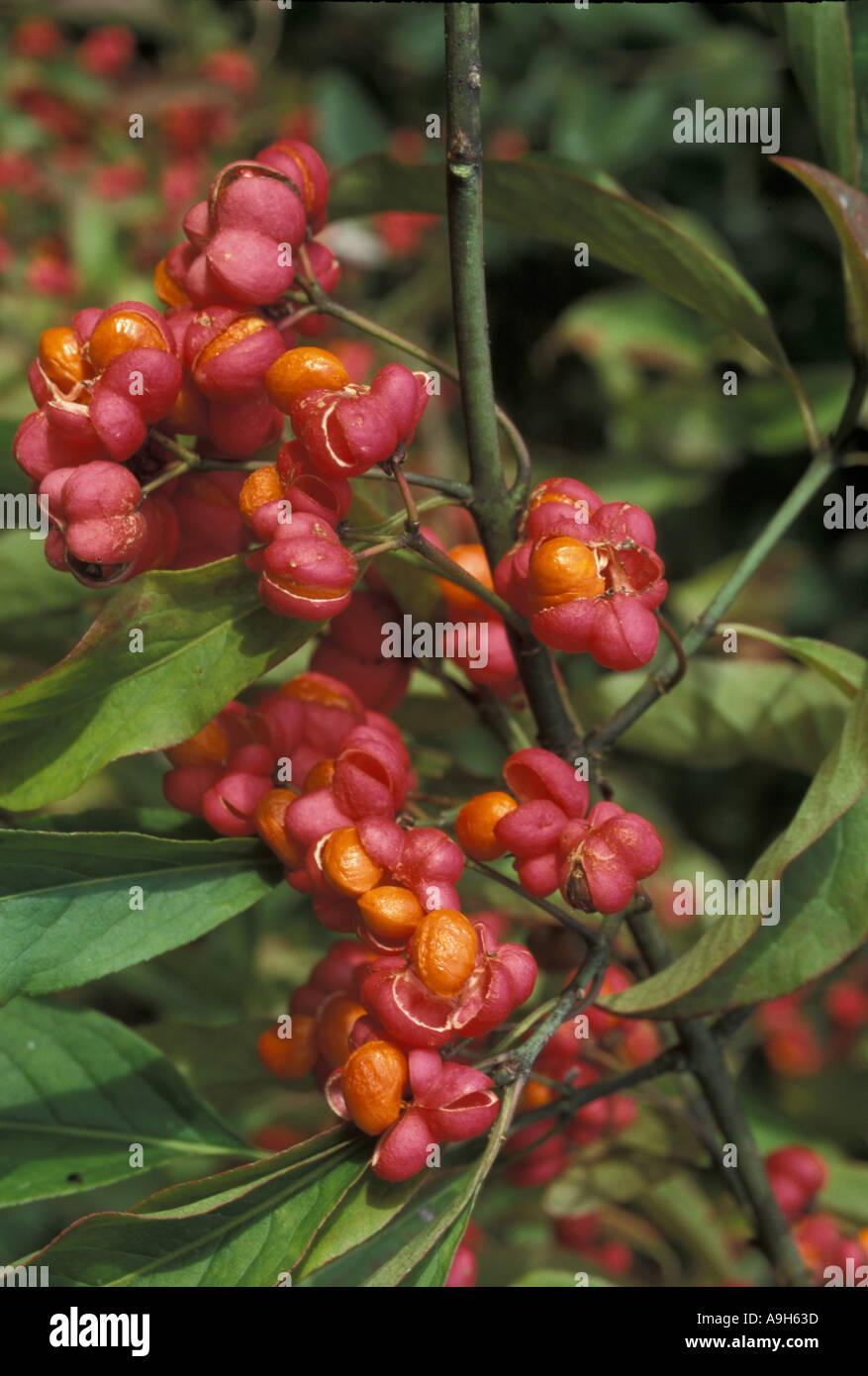 Spindle Tree Euonymus europeaeus Close up of fruit Stock Photo - Alamy