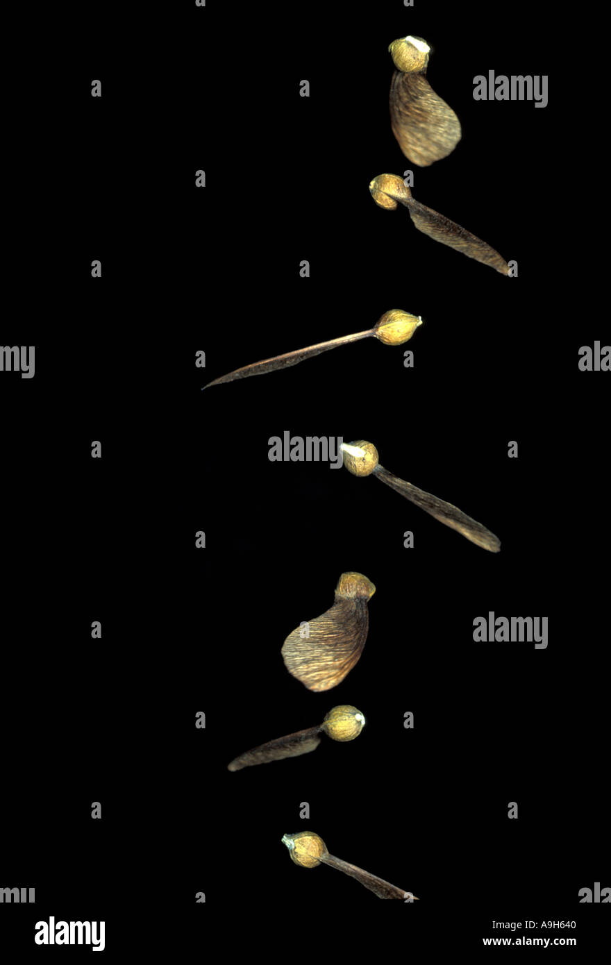 Stroboscopic flash hi-res stock photography and images - Alamy