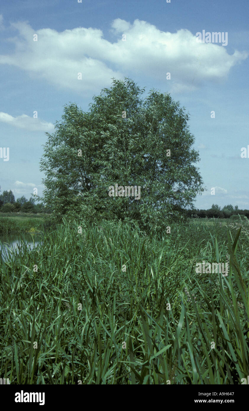 Crack Willow Salix fragilis Stock Photo - Alamy
