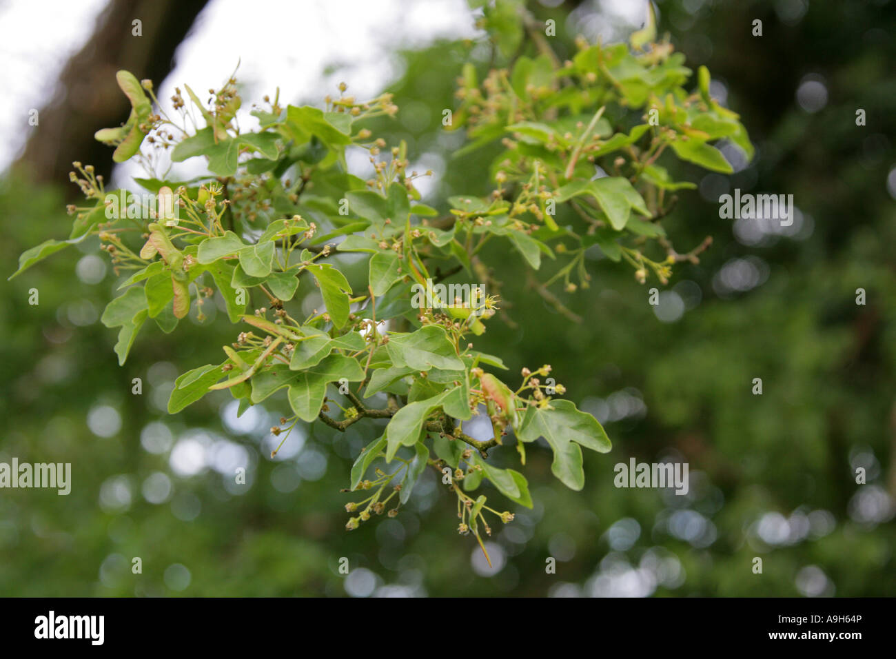 Montpelier maple hi-res stock photography and images - Alamy