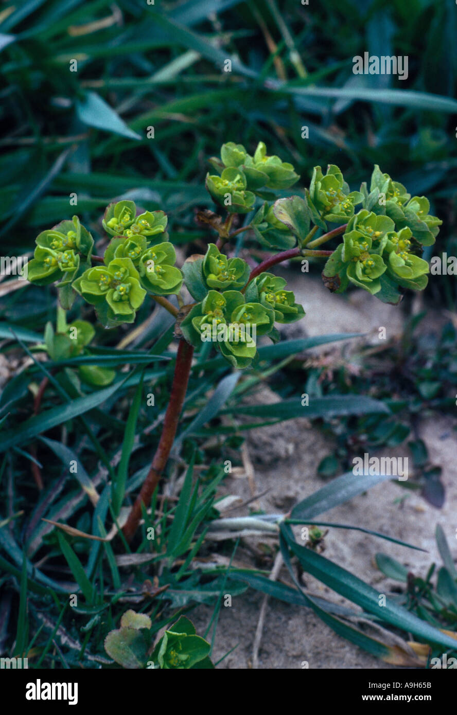 Sun spurge euphorbia helioscopia hi-res stock photography and images ...